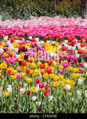 Various color tulip flowers bloom in spring the garden Stock Photo - Alamy