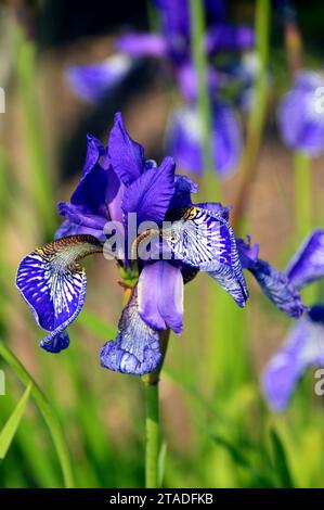Tall Blue/Purple Siberian Iris 'Flight of Butterflies' Flowers grown in ...
