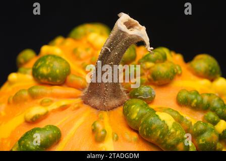 squash detail bumps Stock Photo - Alamy