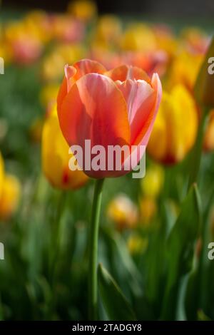 A beautiful shot of colorful garden tulips in a park Stock Photo - Alamy