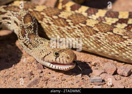 Gopher snake, Organ Pipe Cactus National Monument, Arizona Stock Photo ...