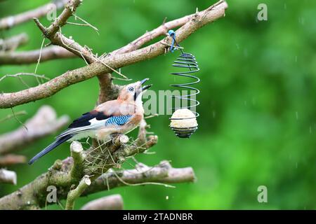 The Eurasian jay sitting on tallow ball eating sunflower seeds during ...