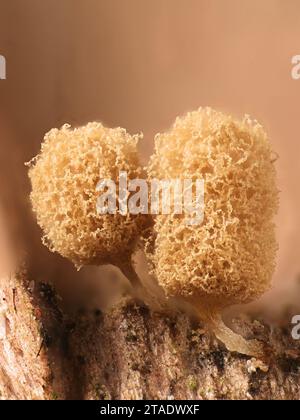 Arcyria pomiformis, a slime mold of the order Trichiales. no common ...