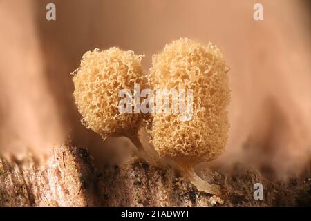 Arcyria pomiformis, a slime mold of the order Trichiales. no common ...