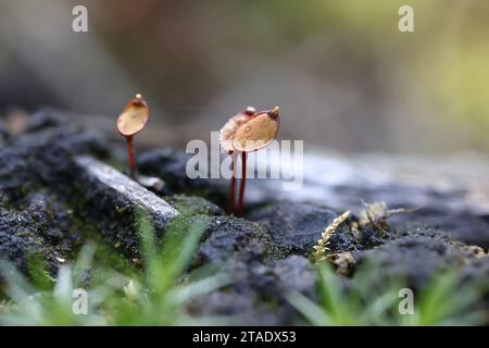 Buxbaumia aphylla, commonly known as bug moss, bug-on-a-stick ...