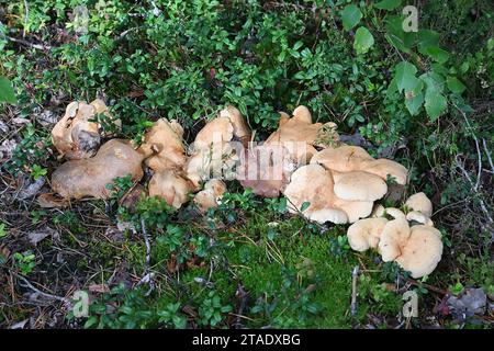 Albatrellus confluens, commonly known as fused polypore, wild medicinal ...