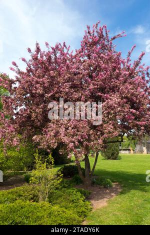 Apple tree twig full of blossom with a bee on it Stock Photo - Alamy