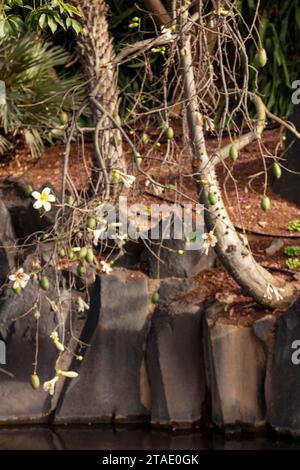 Strangely beautiful Kapok tree (Ceiba pentandra), and flowers Stock ...