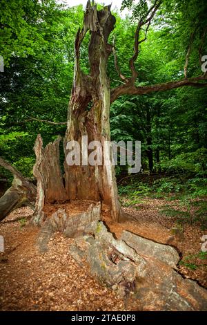 Old rotten oak tree, Primeval forest Urwald Sababurg, Hofgeismar, Weser ...