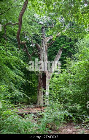 Old rotten oak tree, Primeval forest Urwald Sababurg, Hofgeismar, Weser ...