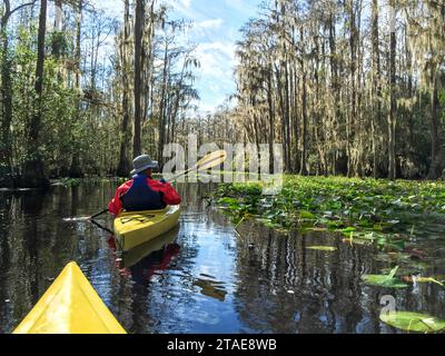 Active seniors kayaking in Okefenokee swamp, North America's largest ...