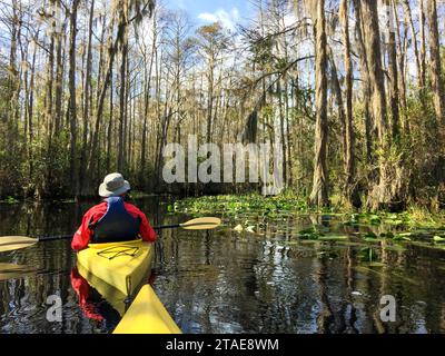 Active seniors kayaking in Okefenokee swamp, North America's largest ...