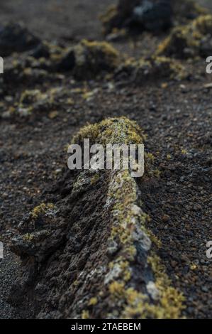 Volcan del Cuervo (Crow volcano) a crater explored by a loop trail in a ...