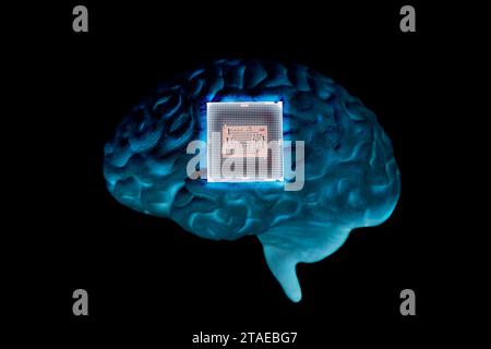 Human brain anatomical model with CPU processor microchip on gray ...