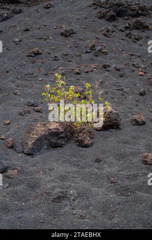 Volcan del Cuervo (Crow volcano) a crater explored by a loop trail in a ...
