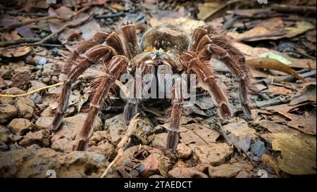 France, French Guiana, Roura, Goliath spider or Leblond's mygale ...
