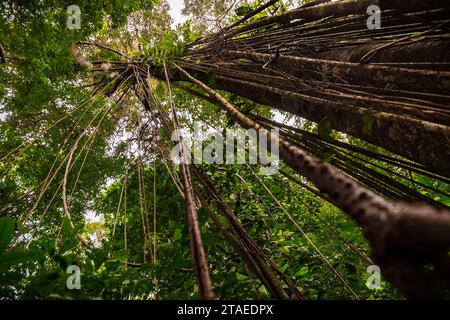 France, Guiana, Matoury, Mont Grand Matoury Nature Reserve, hiking on ...