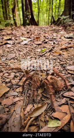 France, French Guiana, Roura, Goliath spider or Leblond's mygale ...