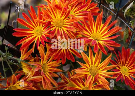 Red Pelee Mums Stock Photo - Alamy
