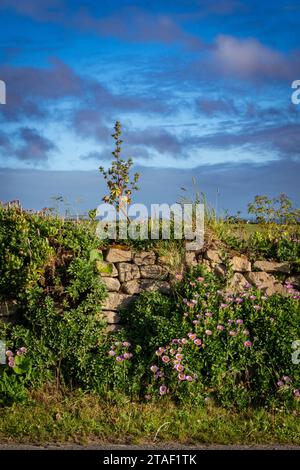 Cornish hedge in Praa Sands, Cornwall Stock Photo - Alamy