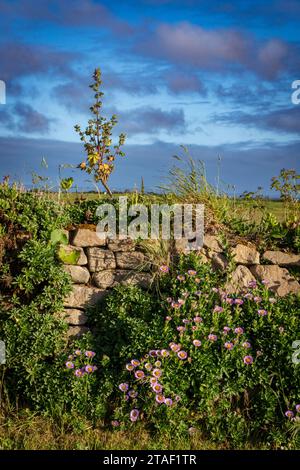 Cornish hedge in Praa Sands, Cornwall Stock Photo - Alamy