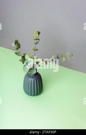 Eucalyptus branches on a light gray background close up. Copy space ...