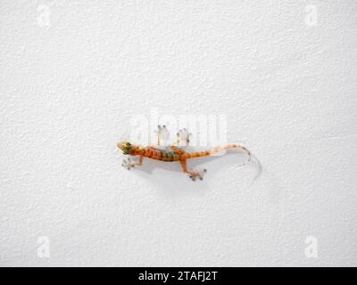 Egyptian wall gecko, geckos, house moon lizard, tiktiki, chipkali ...