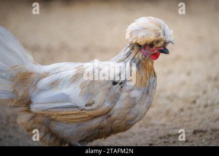 Polish Chicken with beautiful Crest Stock Photo - Alamy