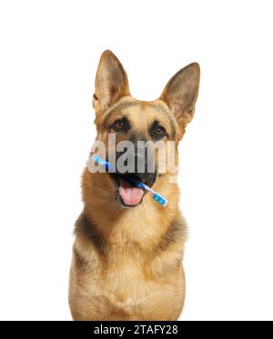 Cute German shepherd dog with toothbrush on white background. Pet care ...