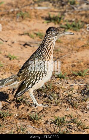 Roadrunner, Petroglyph National Monument, New Mexico Stock Photo - Alamy