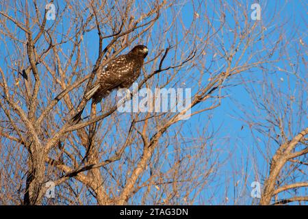 Zone-tailed hawk (Buteo albonotatus), Bernardo Wildlife Management Area ...