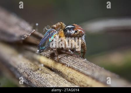 Male Peacock spider, Maratus linnaei, in his breeding colours Stock ...