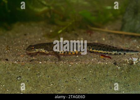 Bosca's Newt (Lissotriton) Triturus boscai Stock Photo - Alamy
