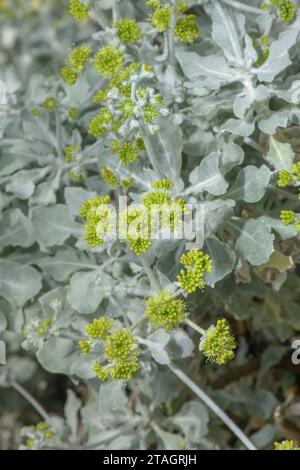 Conejo buckwheat or saffron buckwheat (Eriogonum crocatum) is a ...