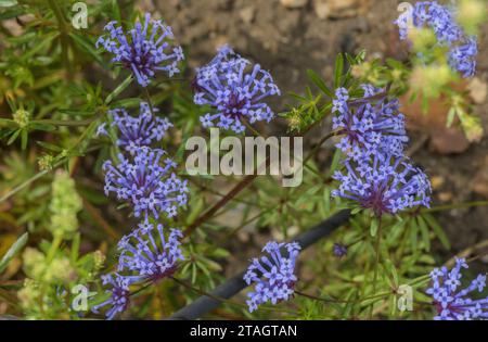 Asperula orientalis, Annual woodruff, Oriental woodruff, seed, close up ...