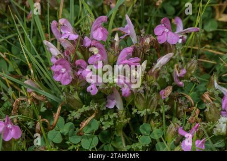 Common Lousewort, Pedicularis sylvatica, in flower in damp pasture ...