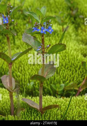 Brooklime, Veronica beccabunga in flower in stream Stock Photo - Alamy