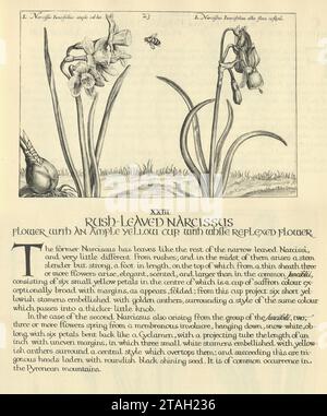 Botanical art print of Rush leaved narcissus, double daffodil flower ...