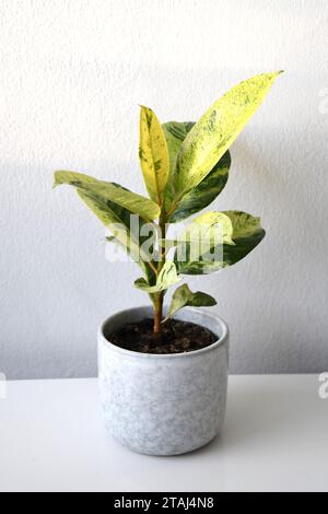 Ficus elastica moonshine (rubber tree) houseplant with variegated green ...