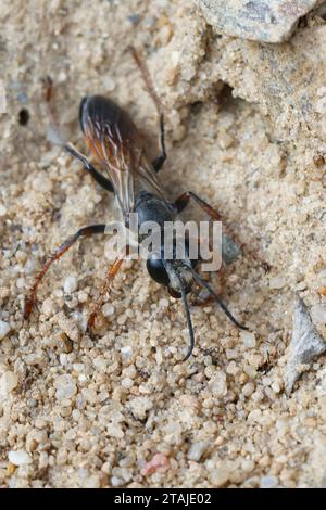Golden Digger Wasp (Sphex funerarius, Sphex rufocinetus, Sphex ...