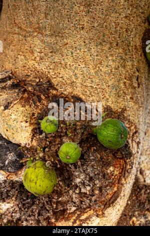 Deliciously prolific Ficus Sycomorus ‘Sakalavarum’. Natural close up ...