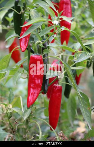 Ground hot chili pepper in a bowl. On a wooden background Stock Photo ...