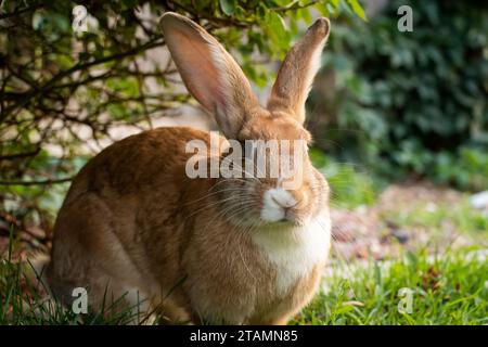 Golden Rabbit Large Outside Flemish Giant Brown White Licking Tongue ...