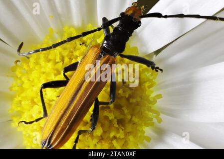 Stinking Longicorn (Stenoderus suturalis Stock Photo - Alamy