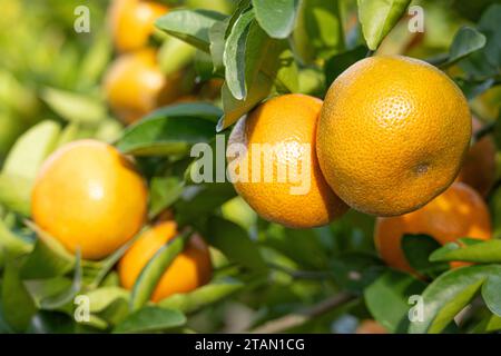 Ripe Florida oranges ready for picking at a citrus grove in Groveland ...