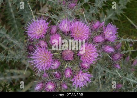 Pyrenean Thistle, Carduus carlinoides, in flower high in the Pyrenees ...