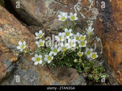 A rare endemic high-altitude Saxifrage, Saxifraga pubescens ssp ...