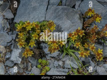Alpine Stonecrop, Sedum alpestre in flower on high stony ridge, Swiss ...