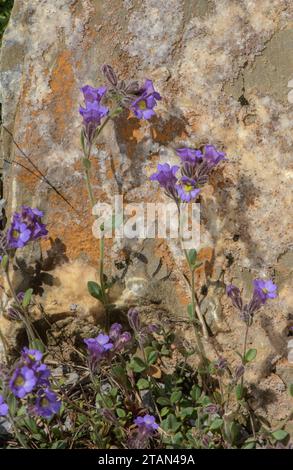 Dwarf Snapdragon, Chaenorhinum origanifolium, in flower in the Pyrenees ...