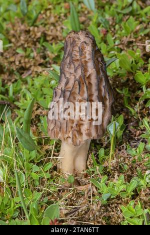 Morel on high grassy ledge in the Dolomites, at about 2400m. Probably ...